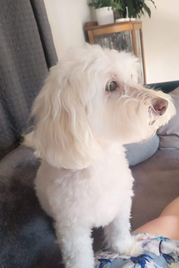 The handsomest dog in the world – Merrans travels